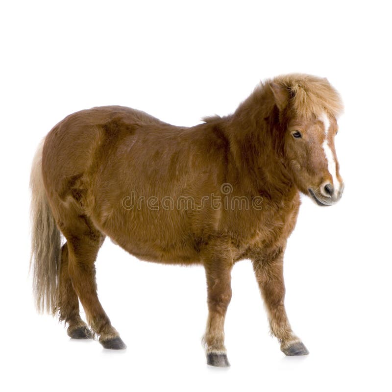 Shetland pony stock photo. Image of mane, horse, livestock - 3915066