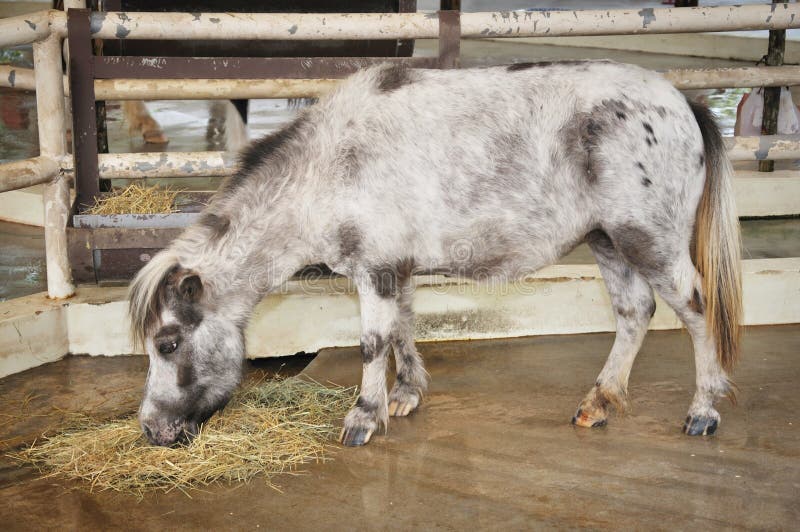 Spotted Shetland Pony Stock Photos - Free & Royalty-Free Stock Photos ...