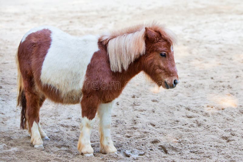 Shetland pony stock photo. Image of equine, coat, friend - 847406