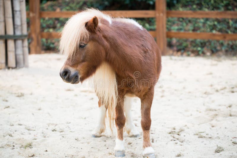 Shetland pony stock image. Image of minishetland, pony - 38456711