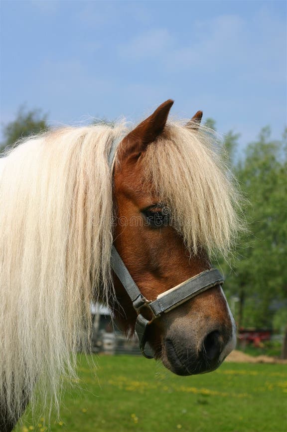 Shetland pony stock image. Image of play, field, face, coat - 847403