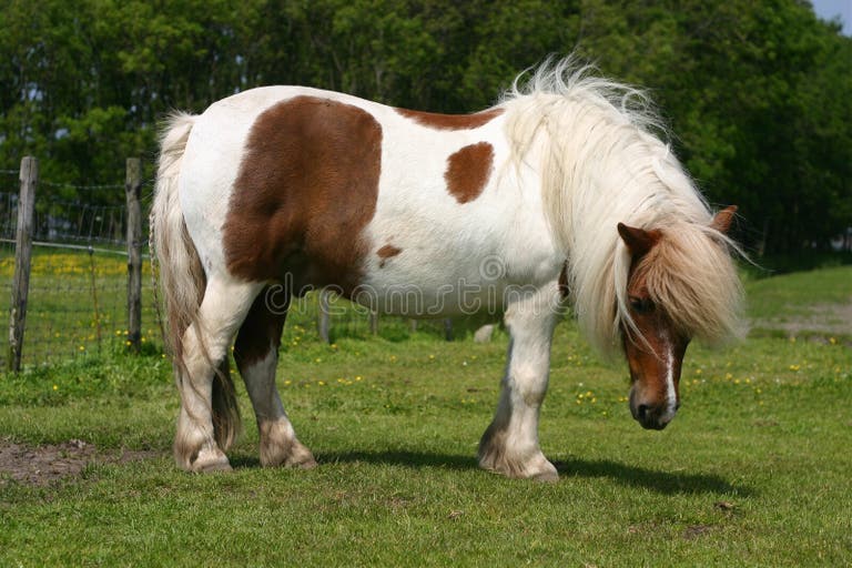 Shetland pony stock photo. Image of equine, coat, friend - 847406