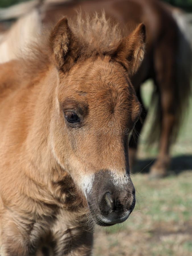 Shetland Pony Foal stock image. Image of mother, colt - 155500671