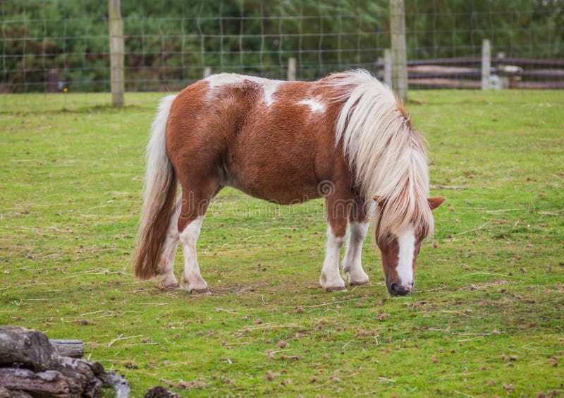 Shetland pony stock photo. Image of grassland, breed - 44307098