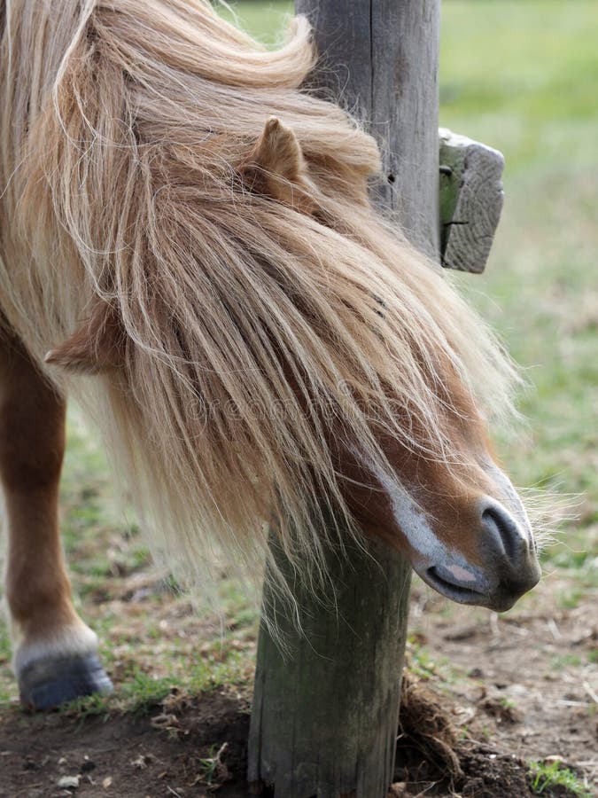 Equine Scratches Stock Photos - Free & Royalty-Free Stock Photos from ...