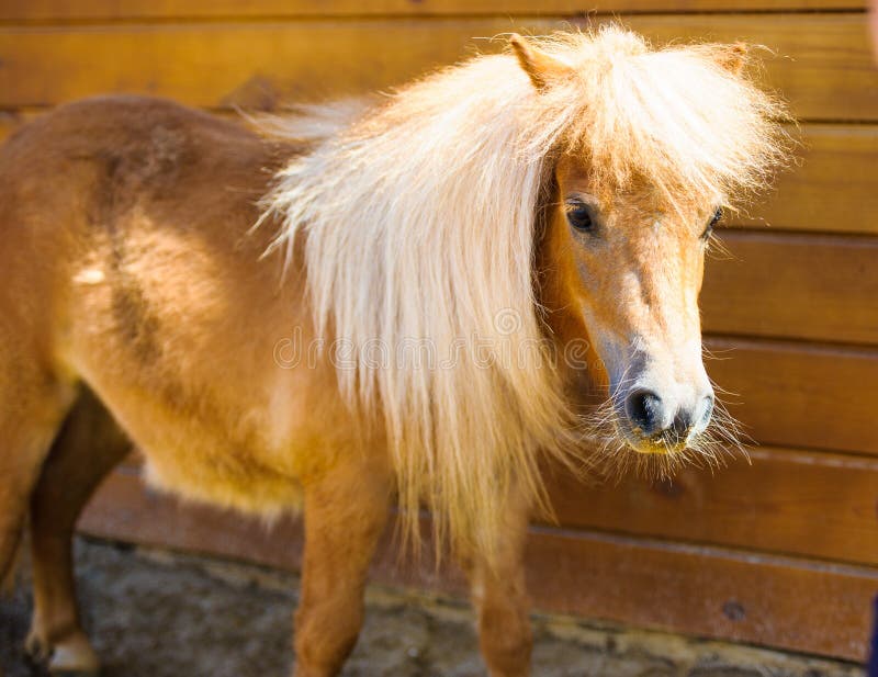 Shetland pony stock image. Image of pony, color, mare - 163326371