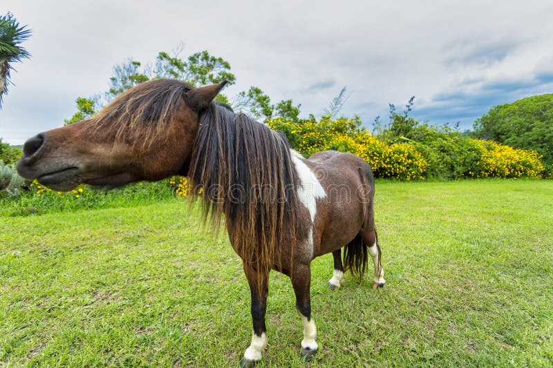 Shetland Pony in South Africa Stock Photo - Image of port, sunset ...