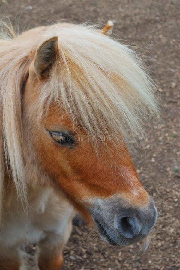 Shetland pony standing up stock image. Image of animal - 19568987
