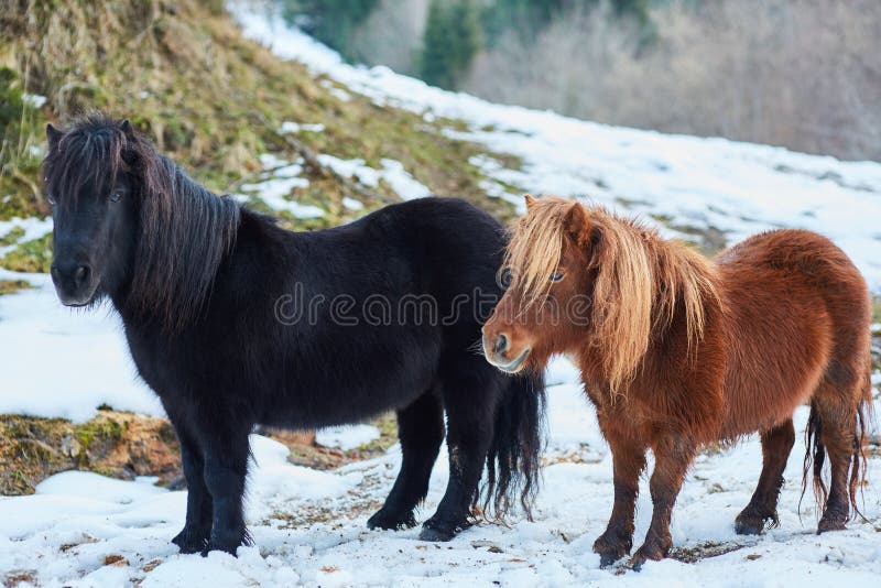 Shetland pony stock image. Image of fluffy, nature, domestic - 63800821