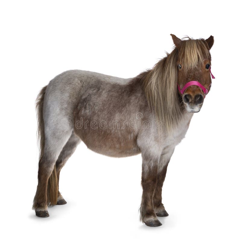 White Pony stock photo. Image of small, horse, isolated - 43572028