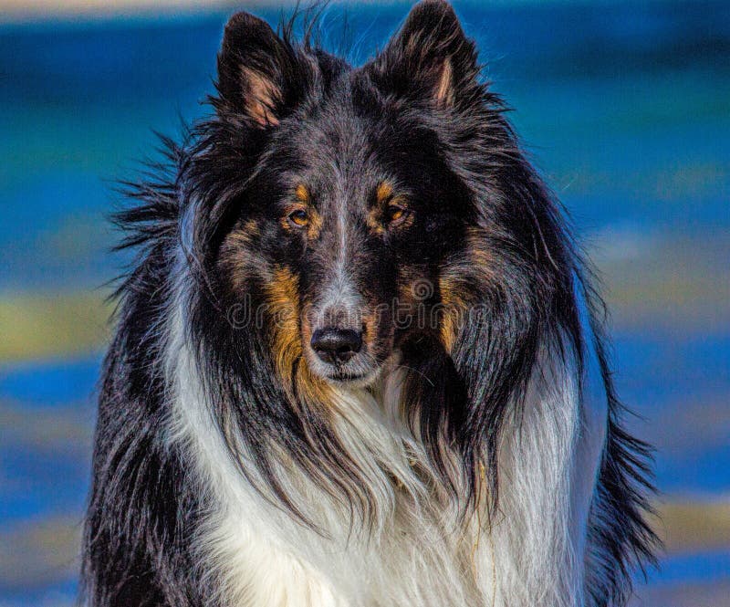 Shetland Sheep Dog stock photo. Image of colorful, male - 51846370