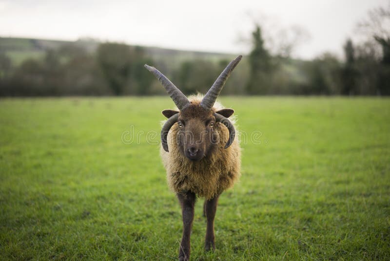 Shetland Sheep Ram Stading in Green Grass on a Sunny Day. Stock Image ...