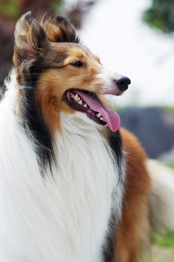 Shetland sheepdog stock image. Image of clever, tricky - 21050249