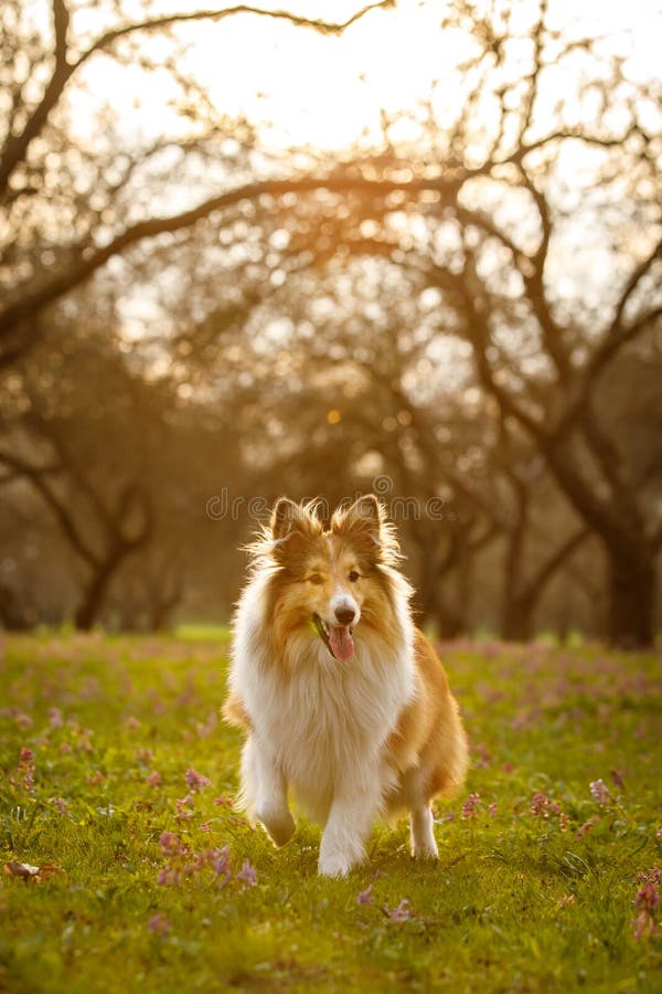 Shetland Sheepdog Running and Playing Wirh a Ball in Sunset Park. Stock ...