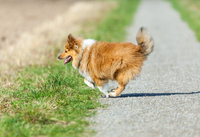 Shetland Sheepdog Runs Over a Way Stock Image - Image of portrait ...