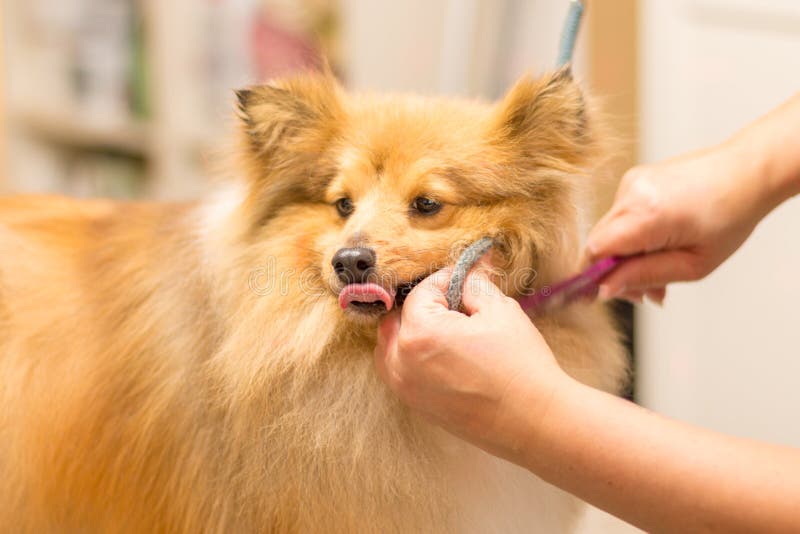 Shetland Sheepdog Sits on Table at a Dog Parlor Stock Image - Image of ...