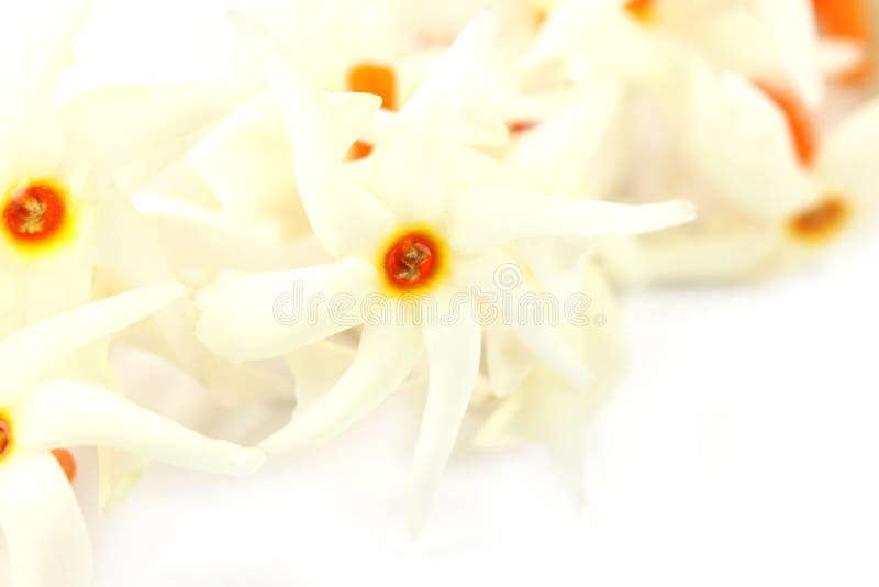 Sheuli Flower of Southern Asia Stock Image - Image of east, nepal: 27313377