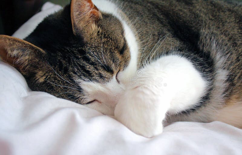 394 Shhhh Stock Photos - Free & Royalty-Free Stock Photos from ...