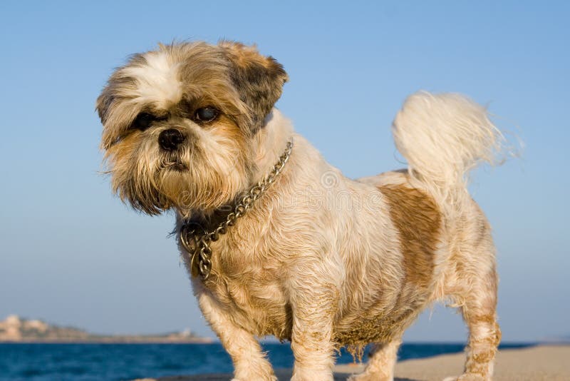 Shih tzu stock image. Image of autumn, doggy, animal, friend - 389785