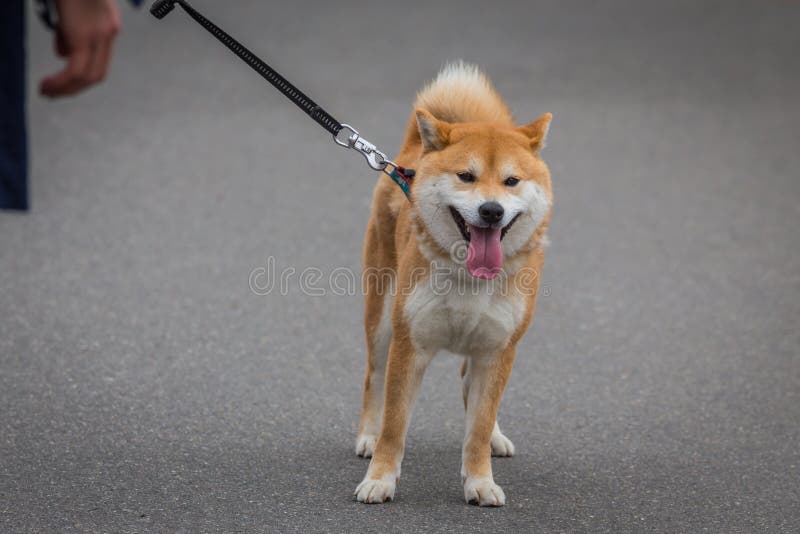 Shiba dog stock image. Image of purebred, standing, akita - 55175661