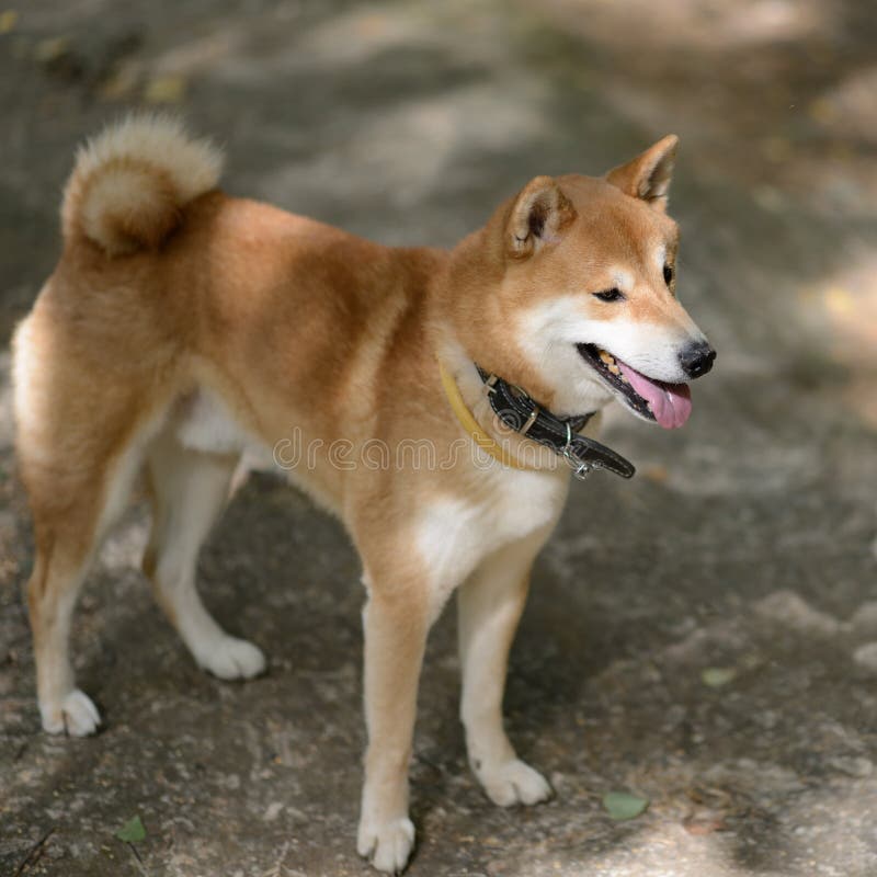 Shiba inu dog stock image. Image of adorable, puppy, lovely - 26537447