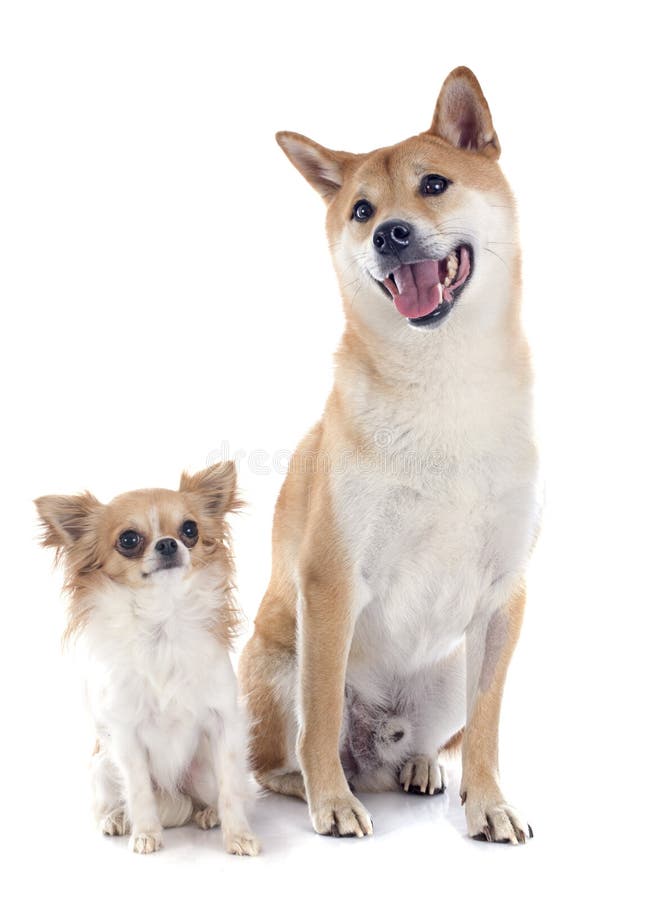 Shiba inu and chihuahua stock image. Image of little - 36420967
