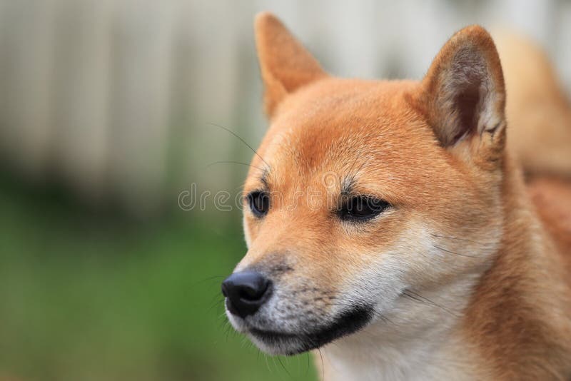 Shiba inu stock photo. Image of animal, spitz, body, japan - 33849122