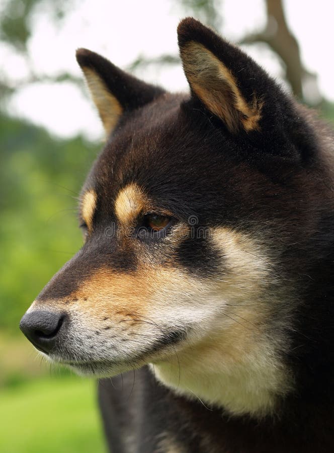 1,579 Shiba Inu Head Stock Photos - Free & Royalty-Free Stock Photos ...