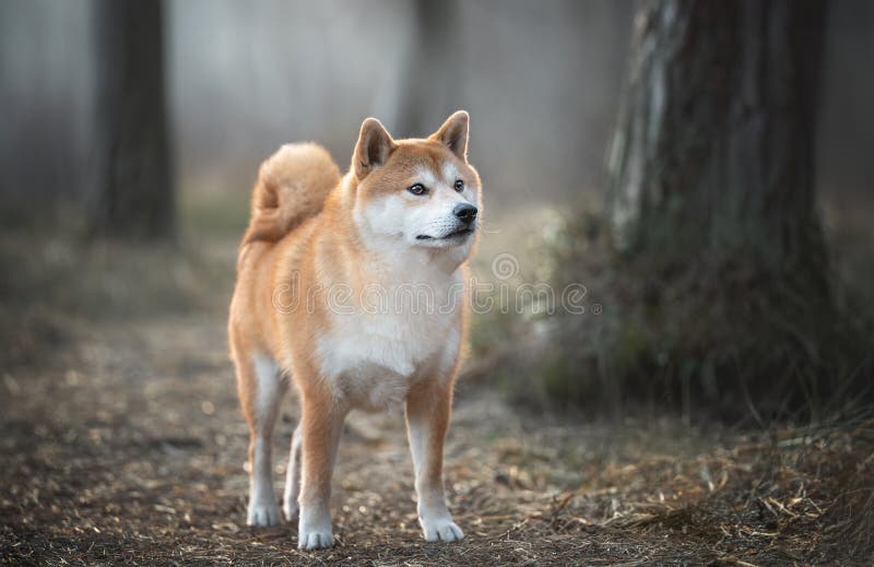 Shiba Inu Dog in the Forest at Spring Stock Image - Image of trees ...