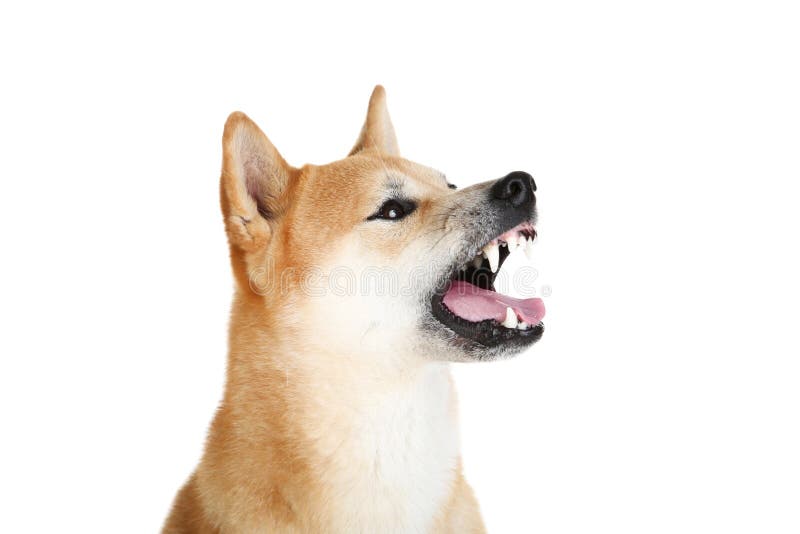 Shiba Inu Angry Stock Photos - Free & Royalty-Free Stock Photos from ...