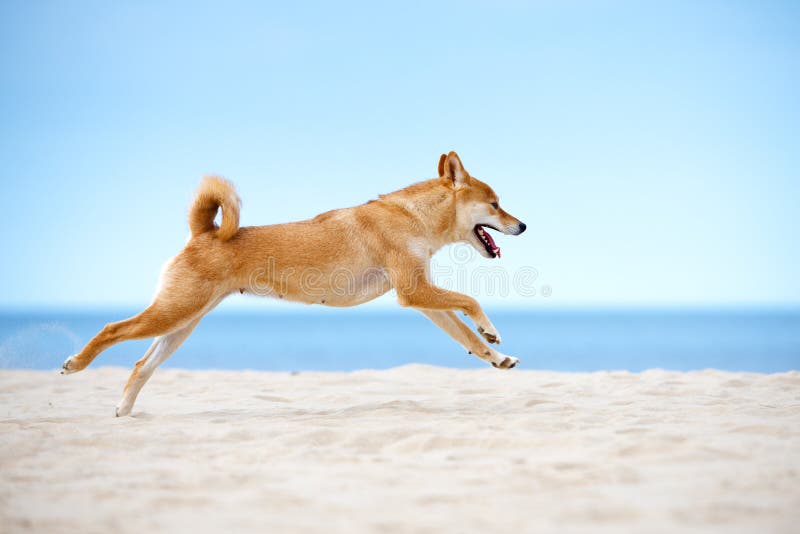 Shiba-inu Dog Running on a Beach Stock Image - Image of funny, happy ...
