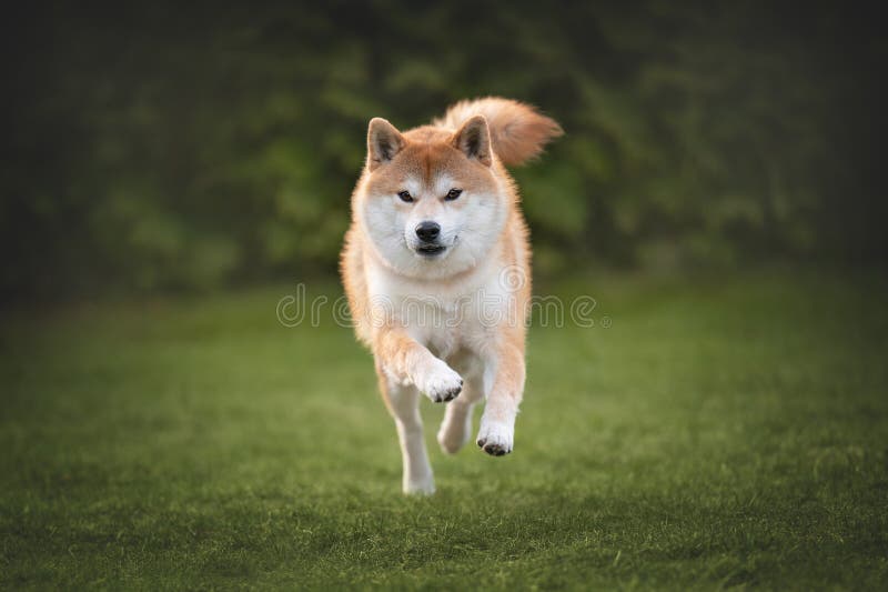 Shiba Inu Dog is Running on the Grass Stock Image - Image of yard ...
