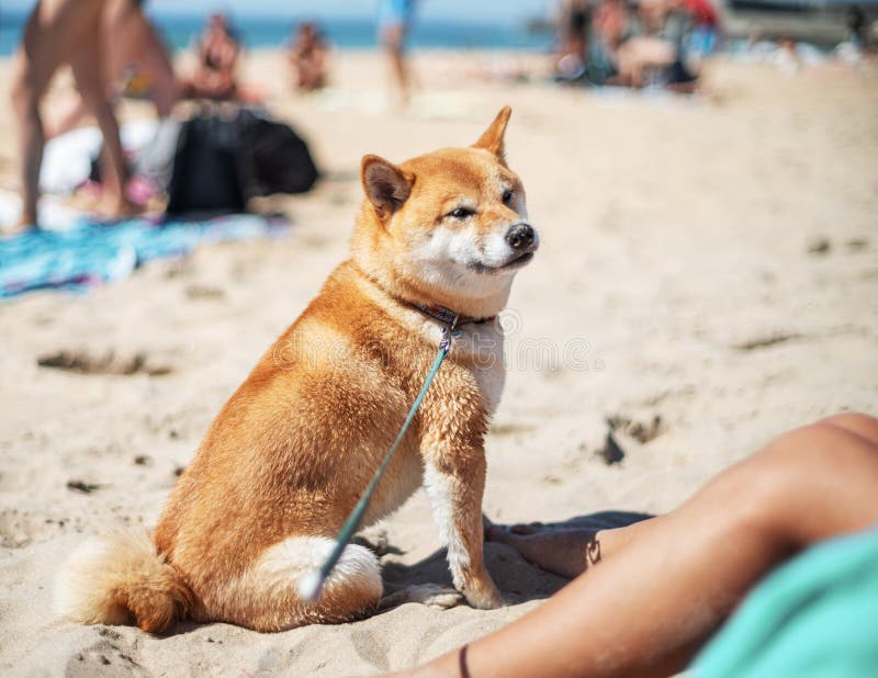 Shiba Inu Dog Sitting on the Beach. Blurred Crowded Beach at the ...