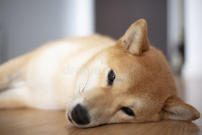 Shiba Inu dog sleeping stock photo. Image of canine - 143385262