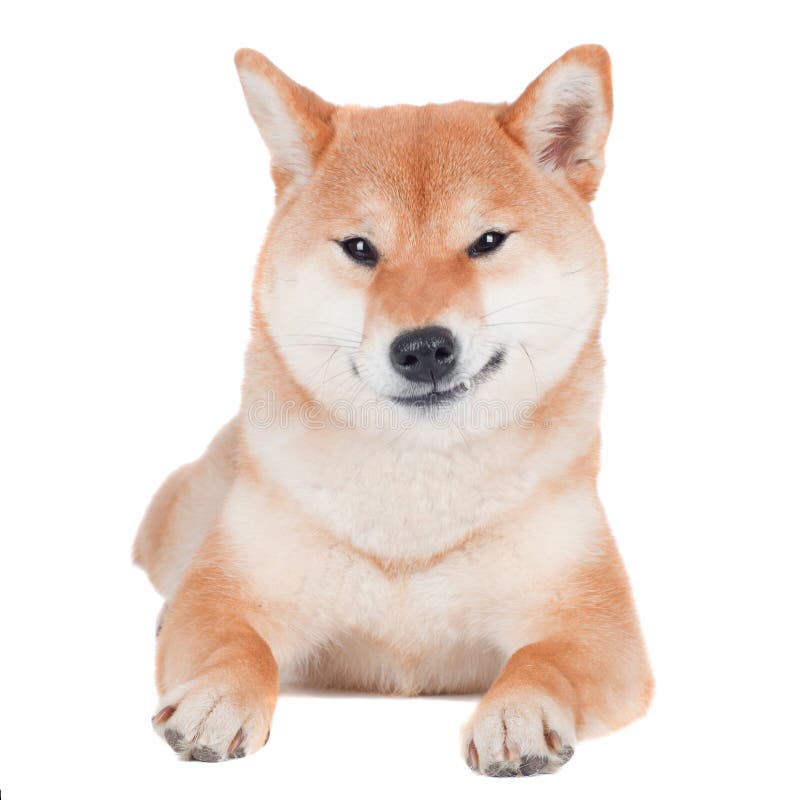 Shiba inu dog smirk stock image. Image of obedient, pedigree - 30968263