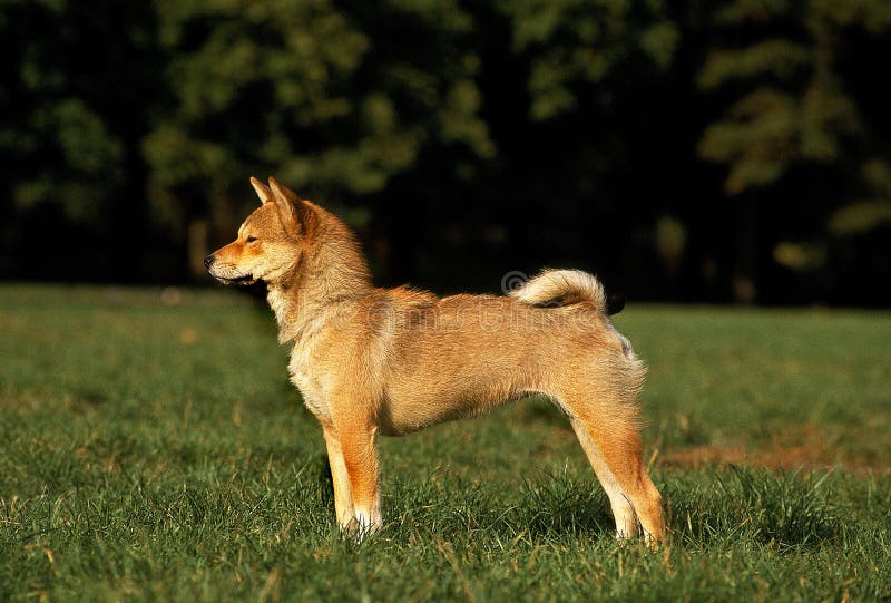 SHIBA INU Shiba Inu Dog Standing on Lawn Stock Image - Image of mammal ...