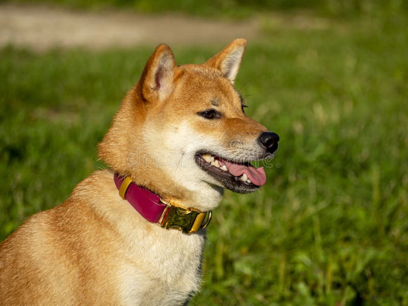 Shiba Inu Dog. Walking Area Stock Photo - Image of jump, recreation ... Shiba Inu Dog. Walking Area Stock Photo - Image of jump, recreation ...