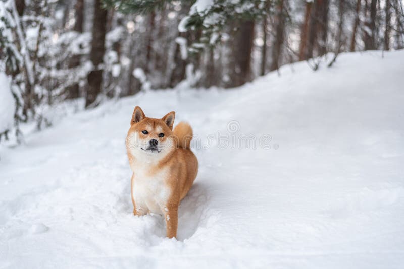 Shiba inu dog at winter stock photo. Image of nature - 358016386