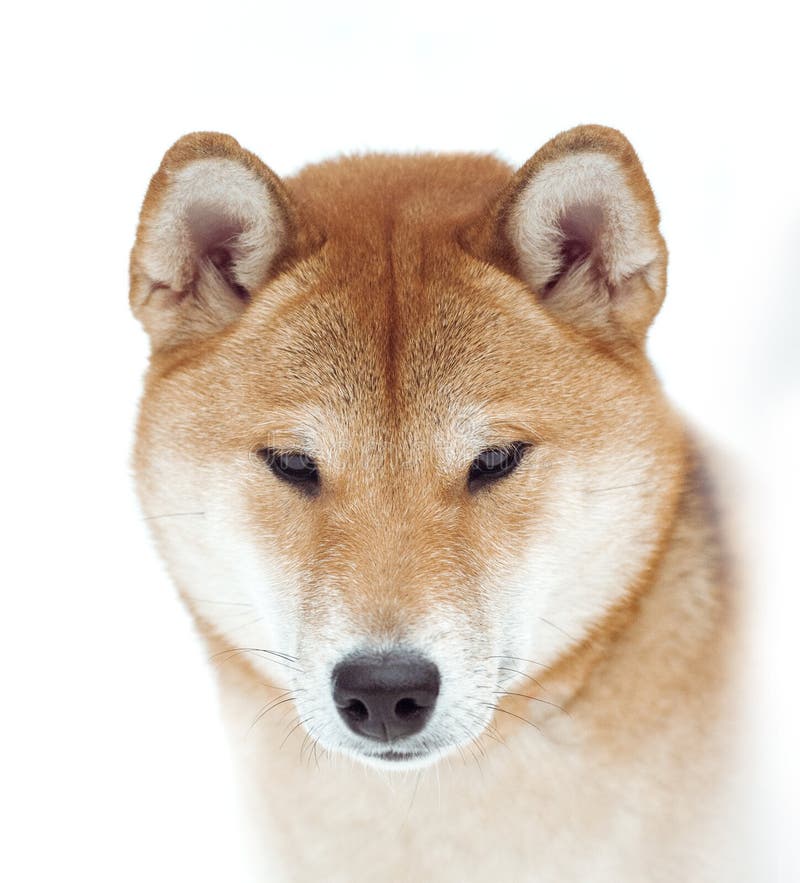 Shiba Inu Face Closeup on White Background Stock Image - Image of ...