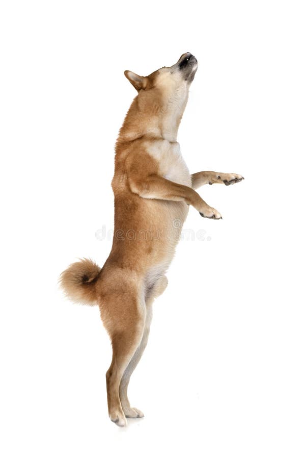 223 Shiba Inu Jumping Stock Photos - Free & Royalty-Free Stock Photos ...