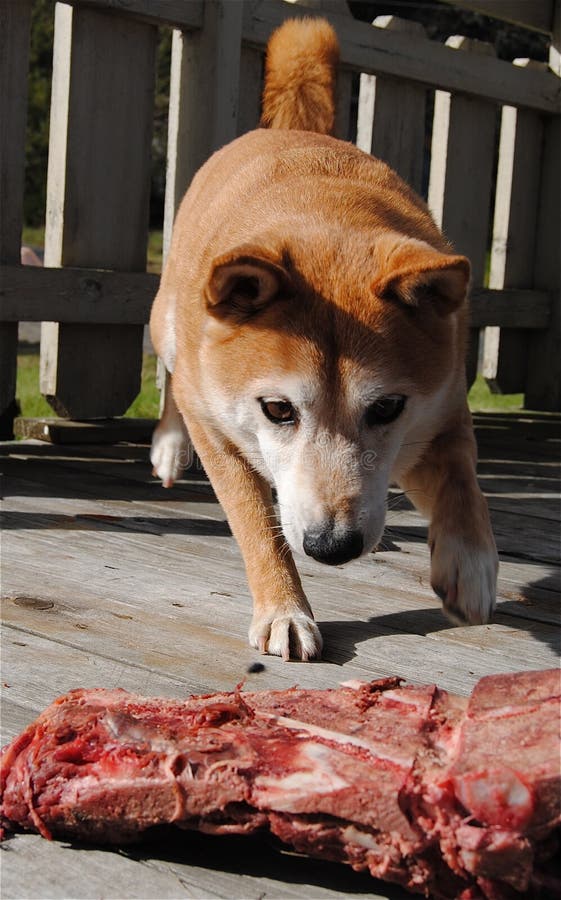 Shiba Inu Guarding His Bone! Stock Image - Image of attack, guarding ...