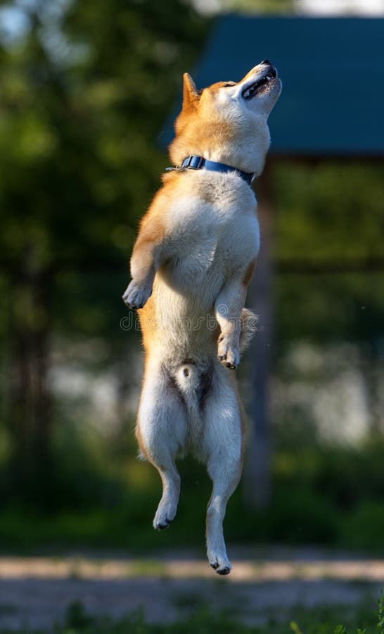 212 Shiba Inu Jumping Photos - Free & Royalty-Free Stock Photos from ...