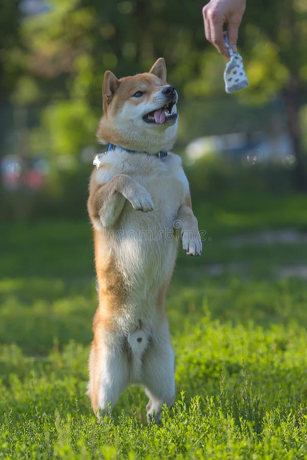 Shiba inu jumping stock photo. Image of bouncing, lawn - 121694712