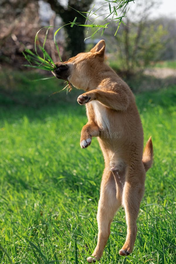 Shiba Inu Playing in the Grass Stock Image - Image of lovely, nature ...