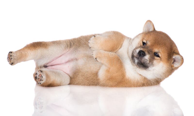Shiba Inu Puppy Lying on the Side on White Stock Photo - Image of ...