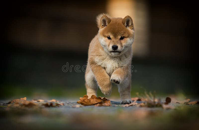 Shiba inu puppy playing stock photo. Image of yellow - 161955358