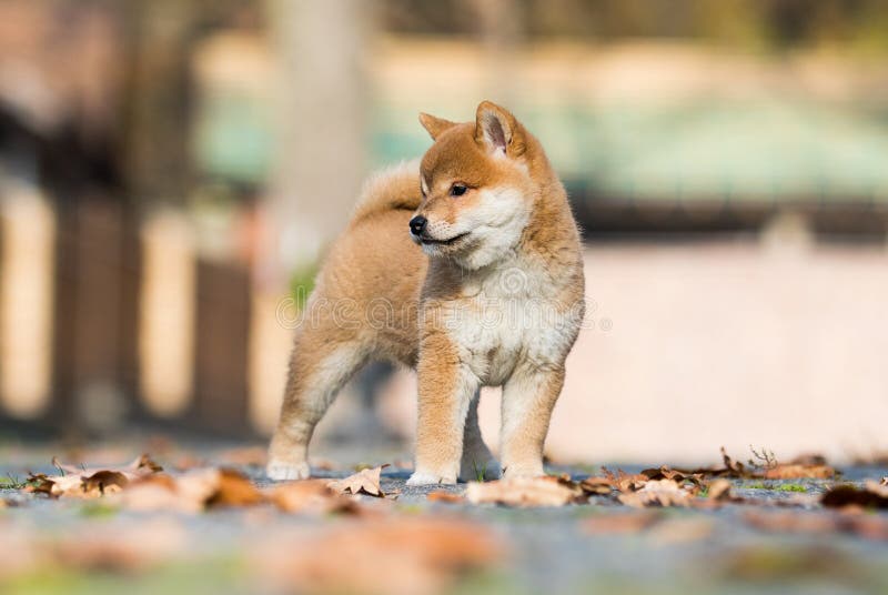 Shiba inu puppy playing stock photo. Image of japanese - 161955840