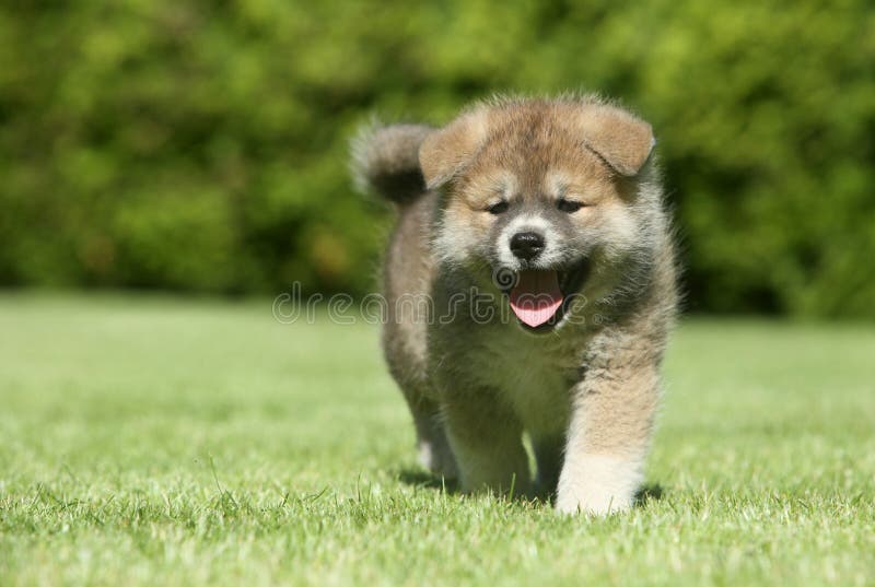Shiba inu puppy running stock image. Image of grass, motion - 25519637