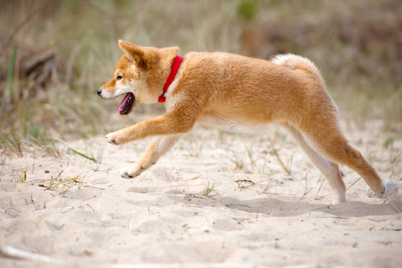 Shiba-inu Puppy Running Outdoors Stock Image - Image of spring, collar ...