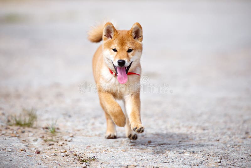 Shiba-inu Puppy Running Outdoors Stock Photo - Image of background ...
